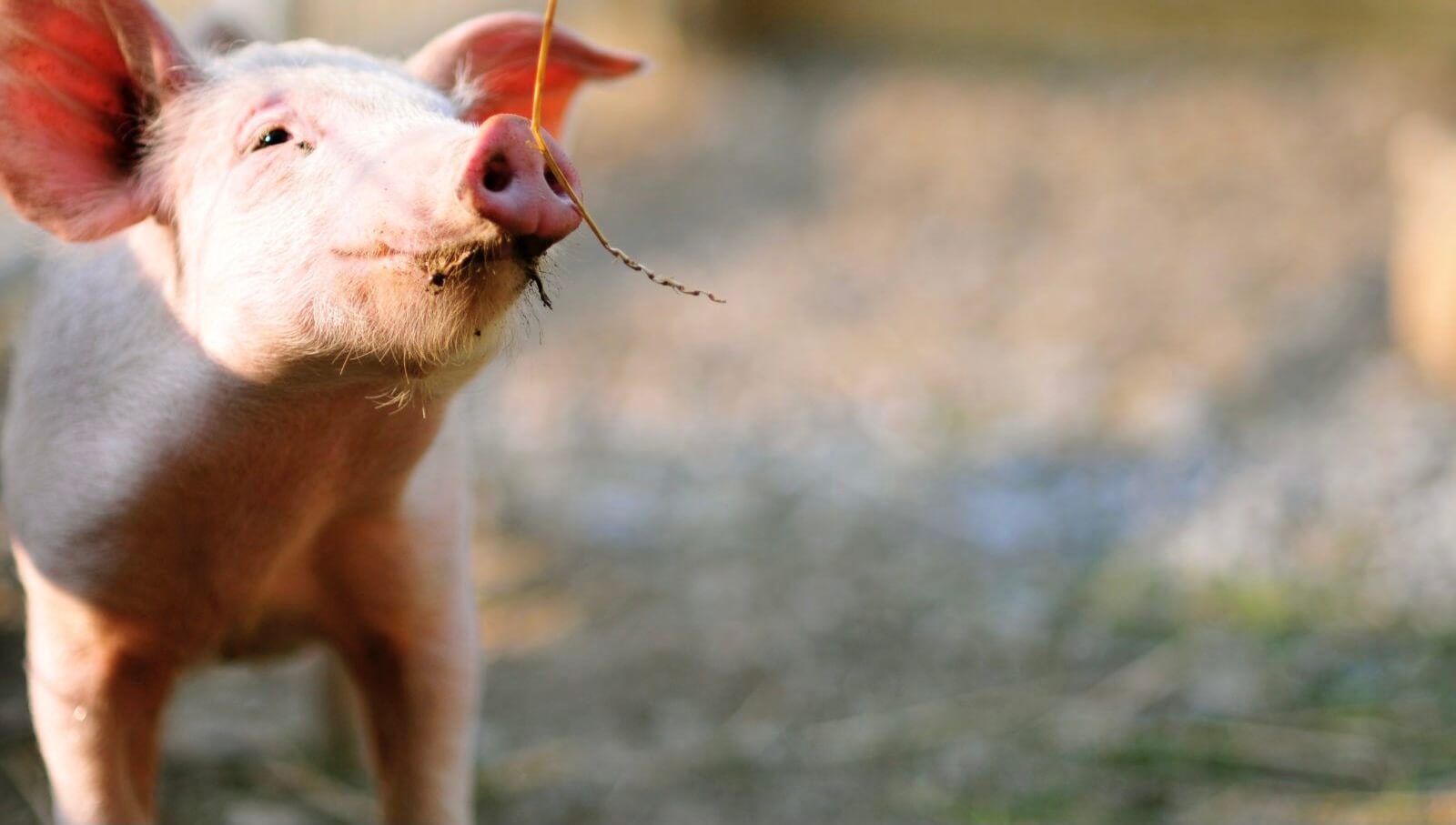 A Revolutionary Ballot Initiative for Animals | Farm Forward