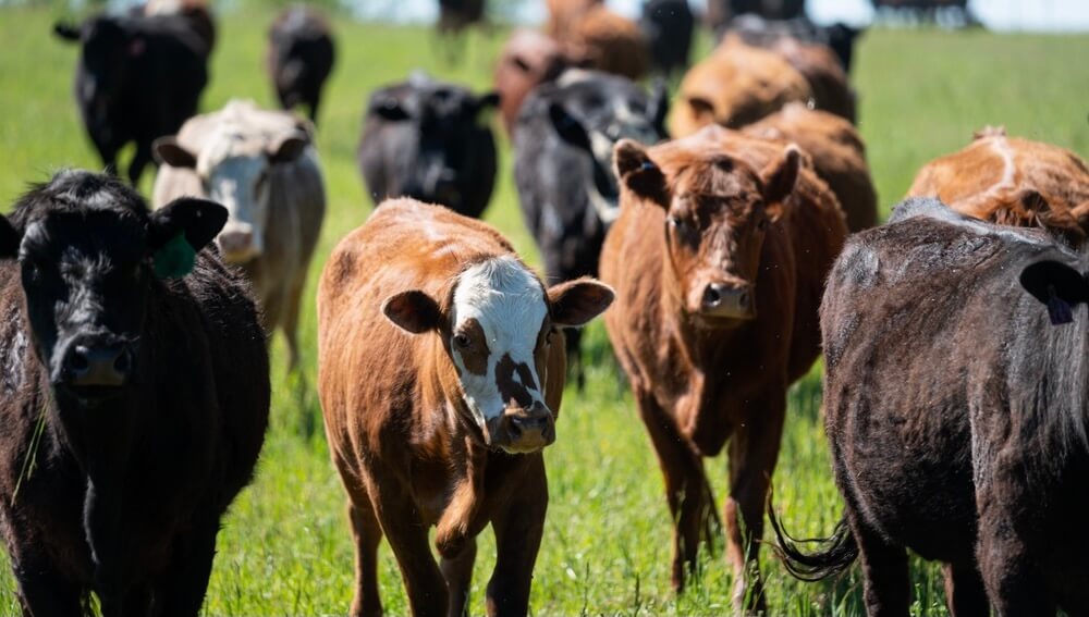 University of Kentucky Sources Higher Welfare Meat with New ‘Whole ...