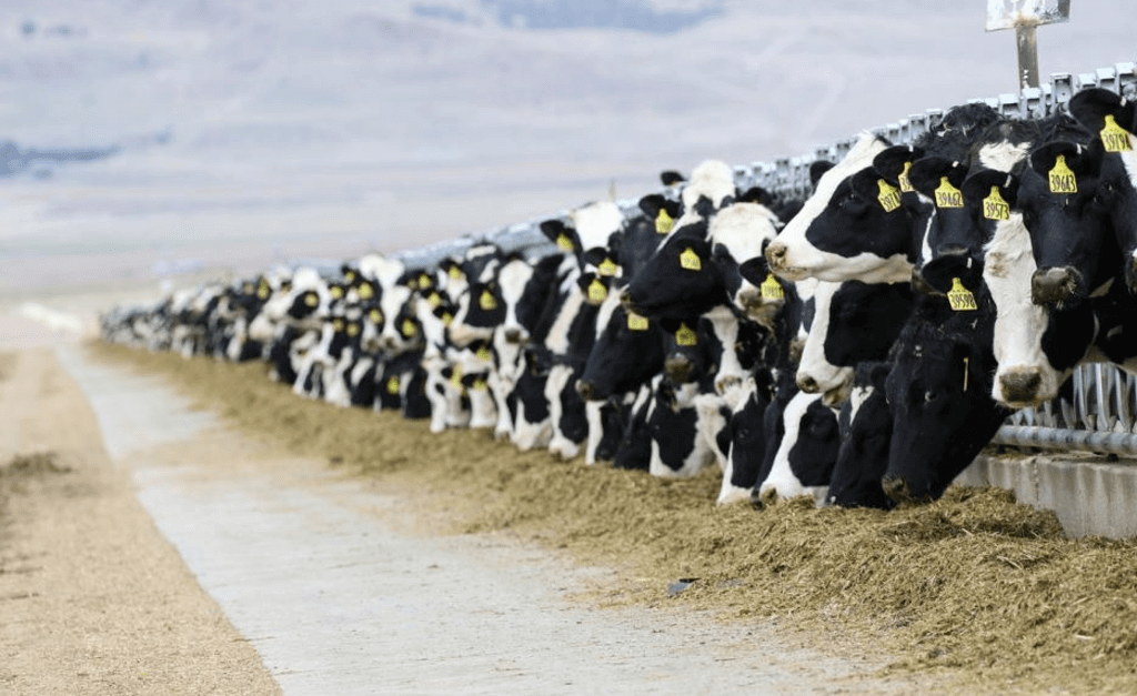 Mega-Dairy Moratorium for Climate | Farm Forward