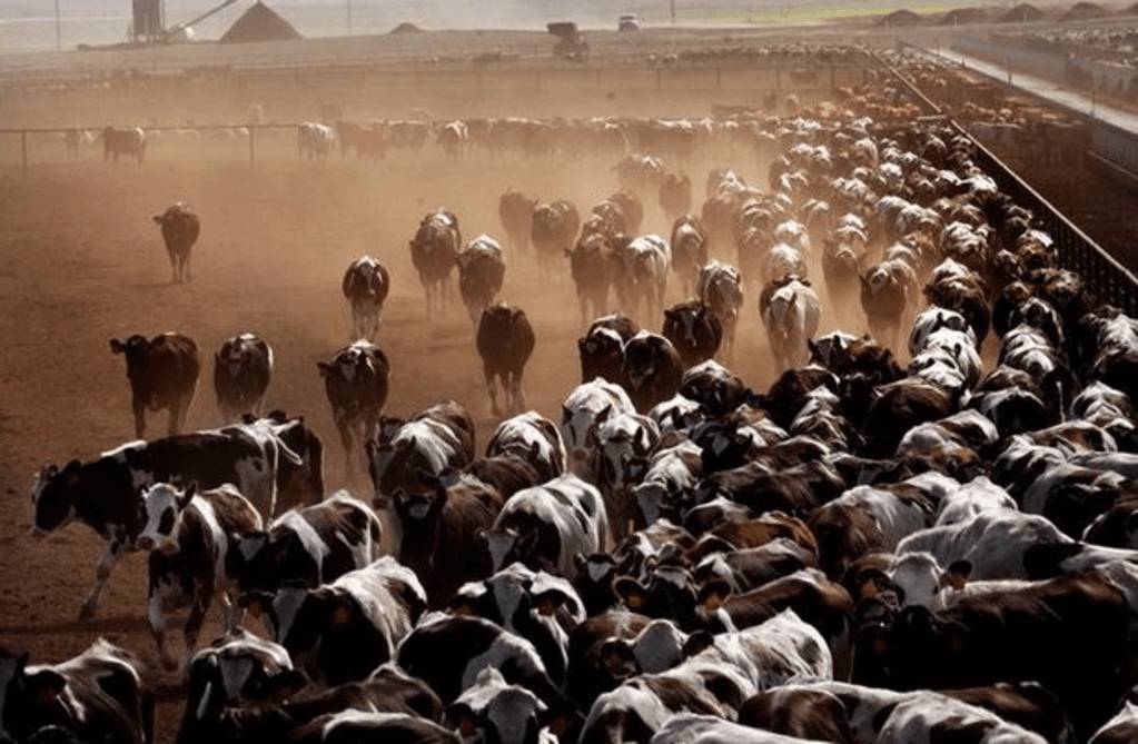 Farmed Animal Protection Movement Report | Publications | Farm Forward