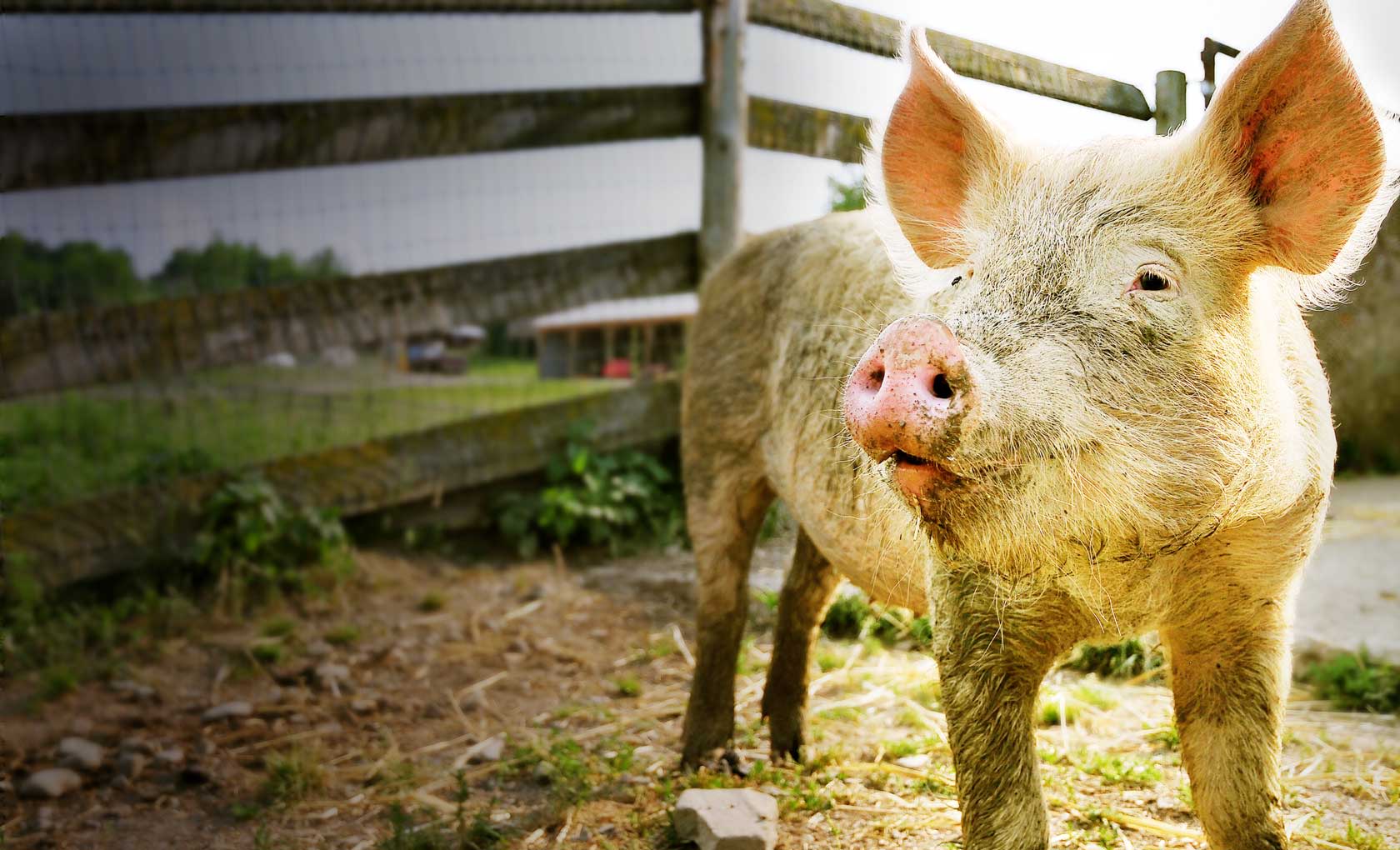 Farm Forward Launches | Farm Forward