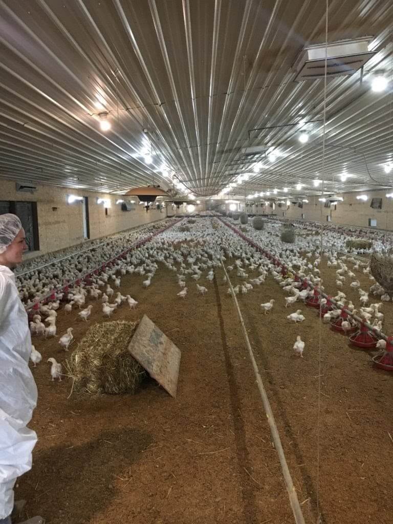 Universities Seek Higher Welfare Poultry | Farm Forward