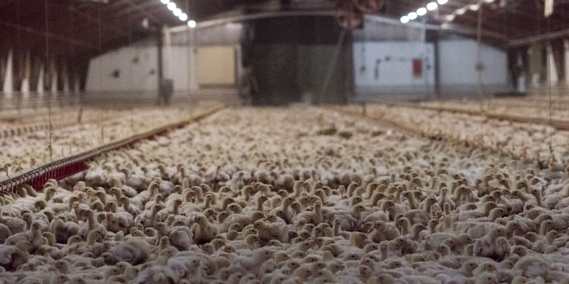 What is humanewashing? | Farm Forward