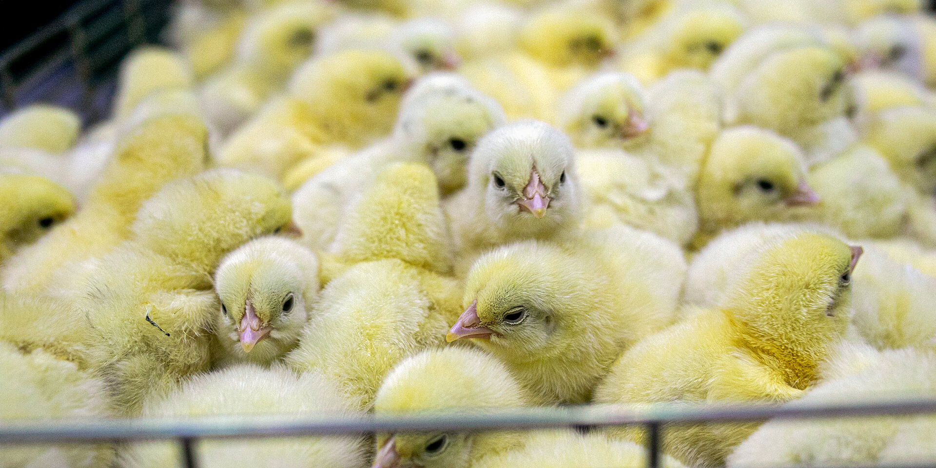 GMO Chicken: What is it and are all chickens genetically modified ... GMO Chicken: What is it and are all chickens genetically modified ...