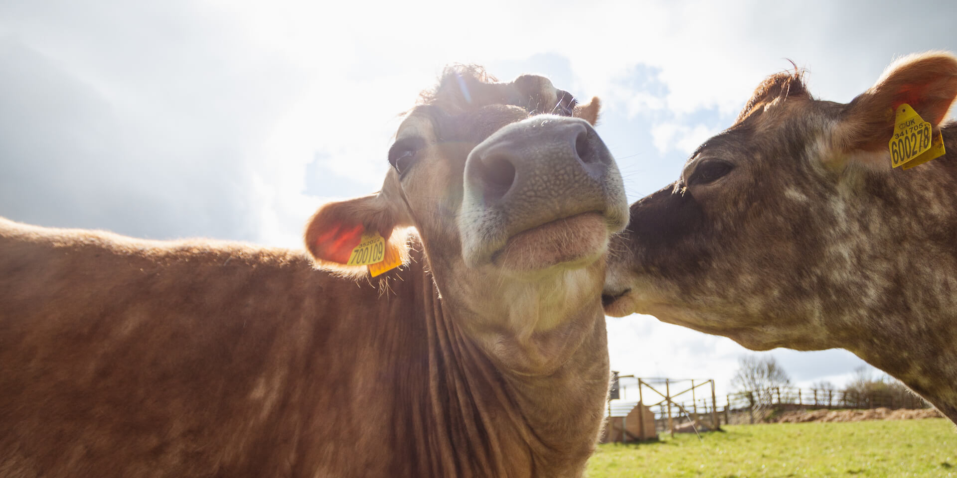 What Is Animal Welfare And Why Is It Important Farm Forward What Is Animal Welfare And Why Is It Important Farm Forward