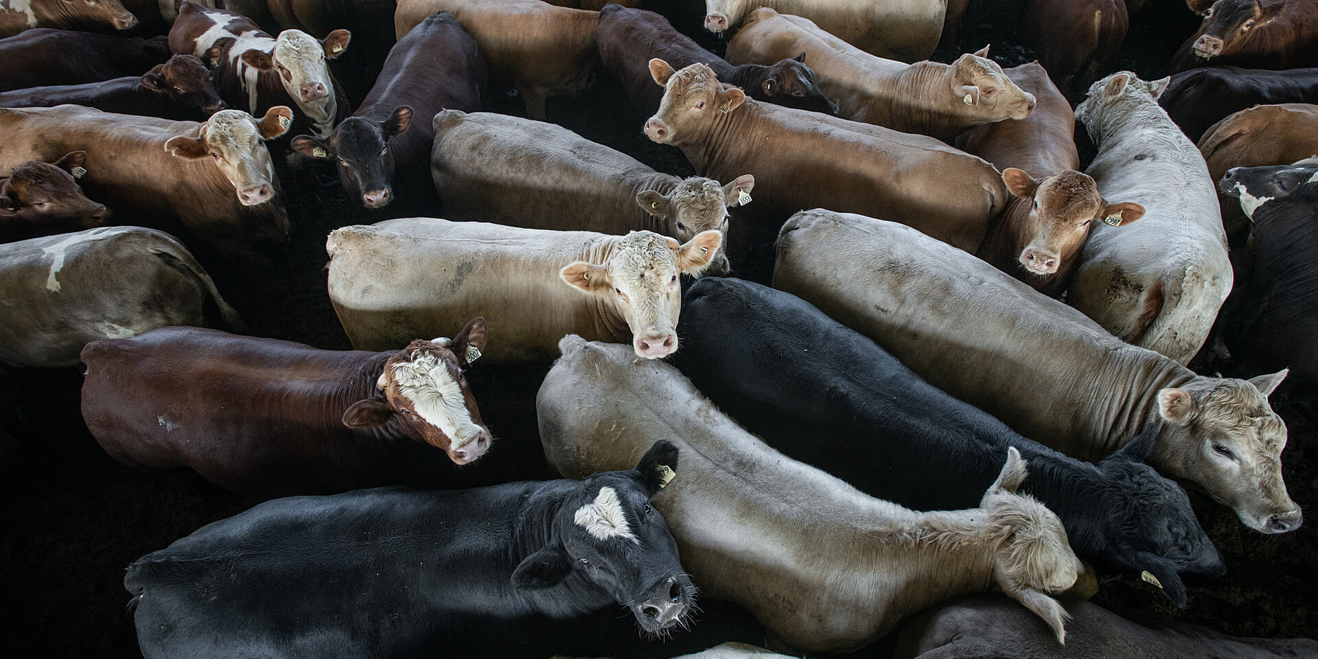 How do cows affect climate change and what can you do to help? | Farm ...