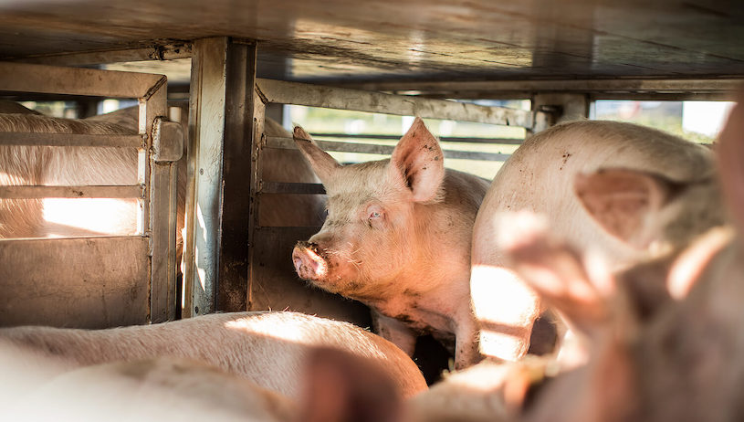 Farmed pigs: What are pigs used for and why is it a problem? | Farm Forward