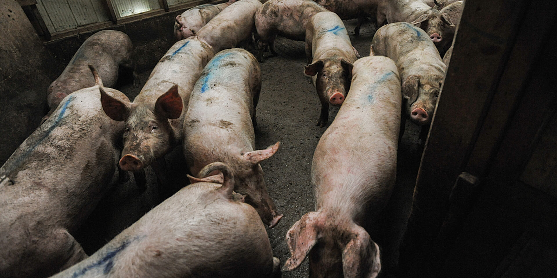 Slaughterhouses What Are They And How Are Animals Killed In Them
