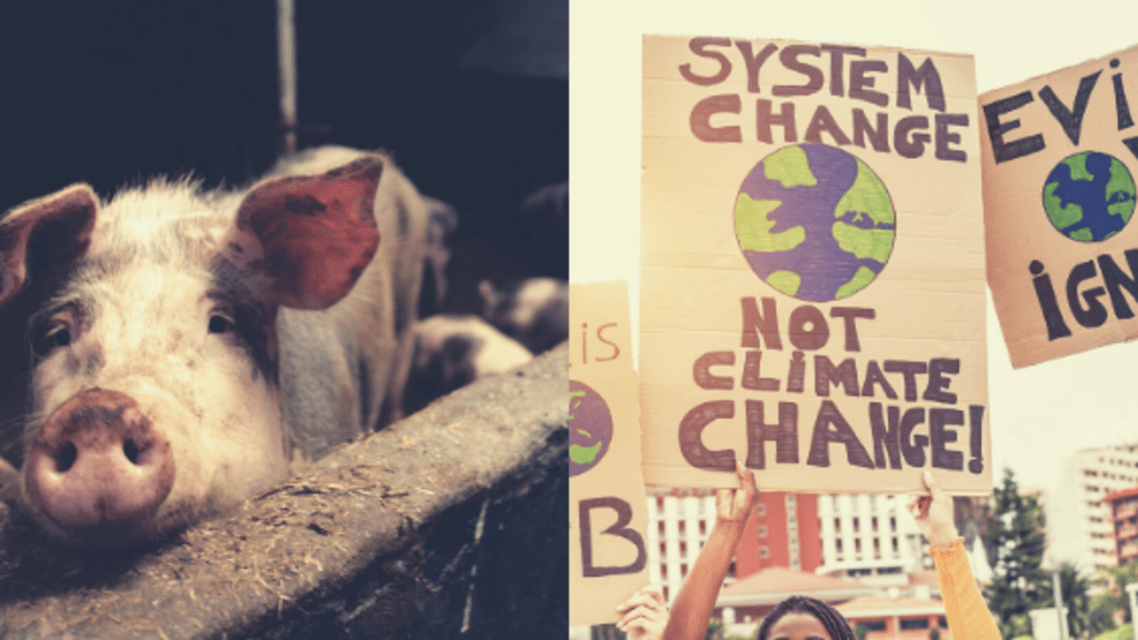 Animals, Ethics, and Climate Crisis: A Virtual Visit with David Clough ...