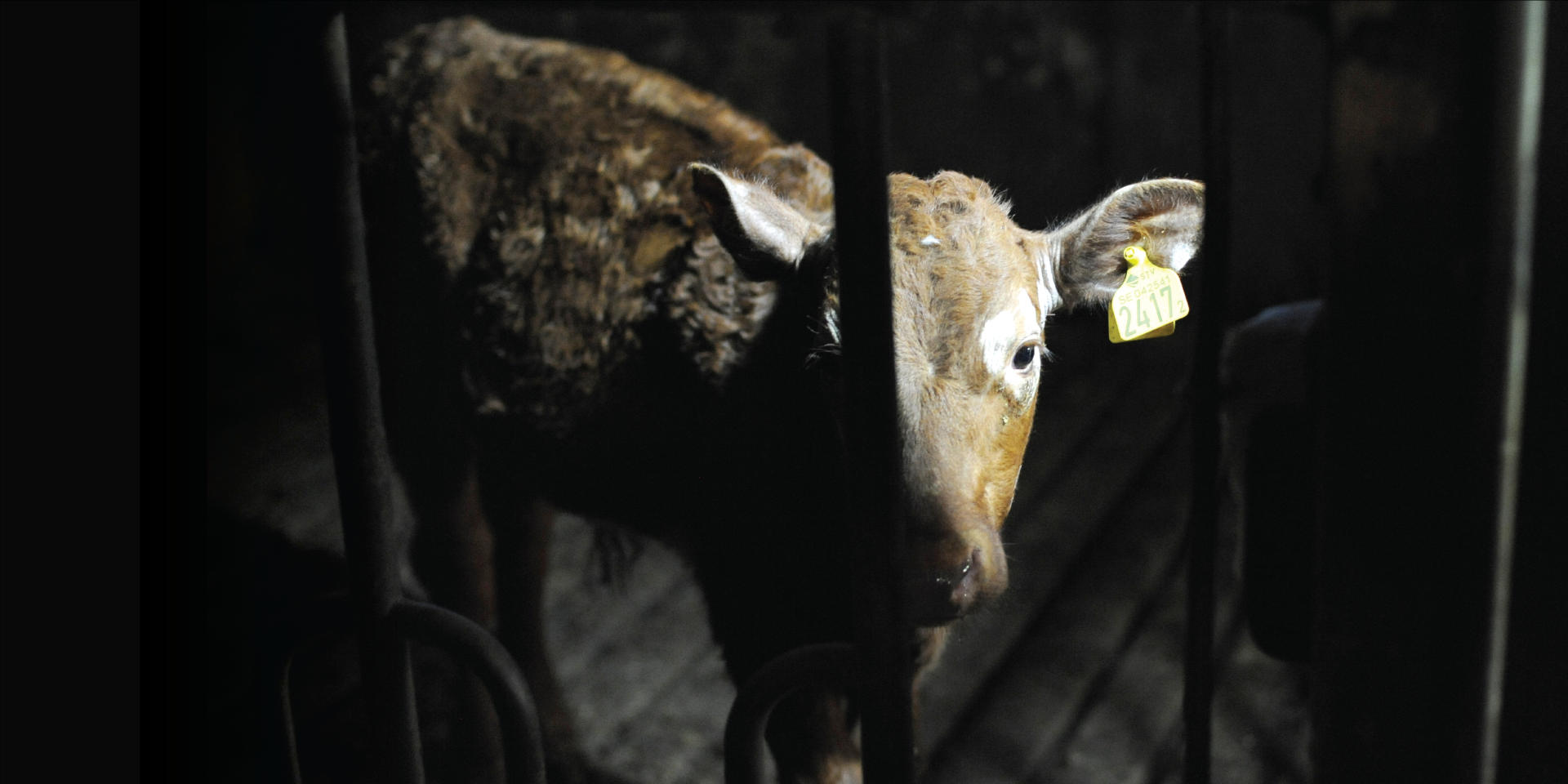 2022 Annual Report | Farm Forward