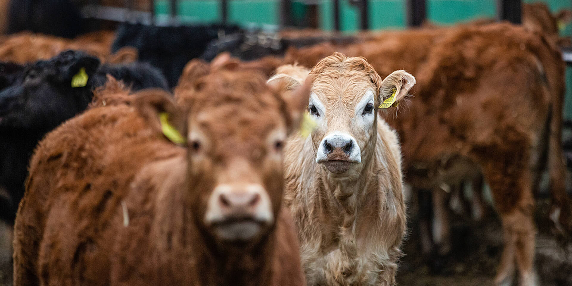 Farmed animals: How does factory farming affect animals? | Farm Forward