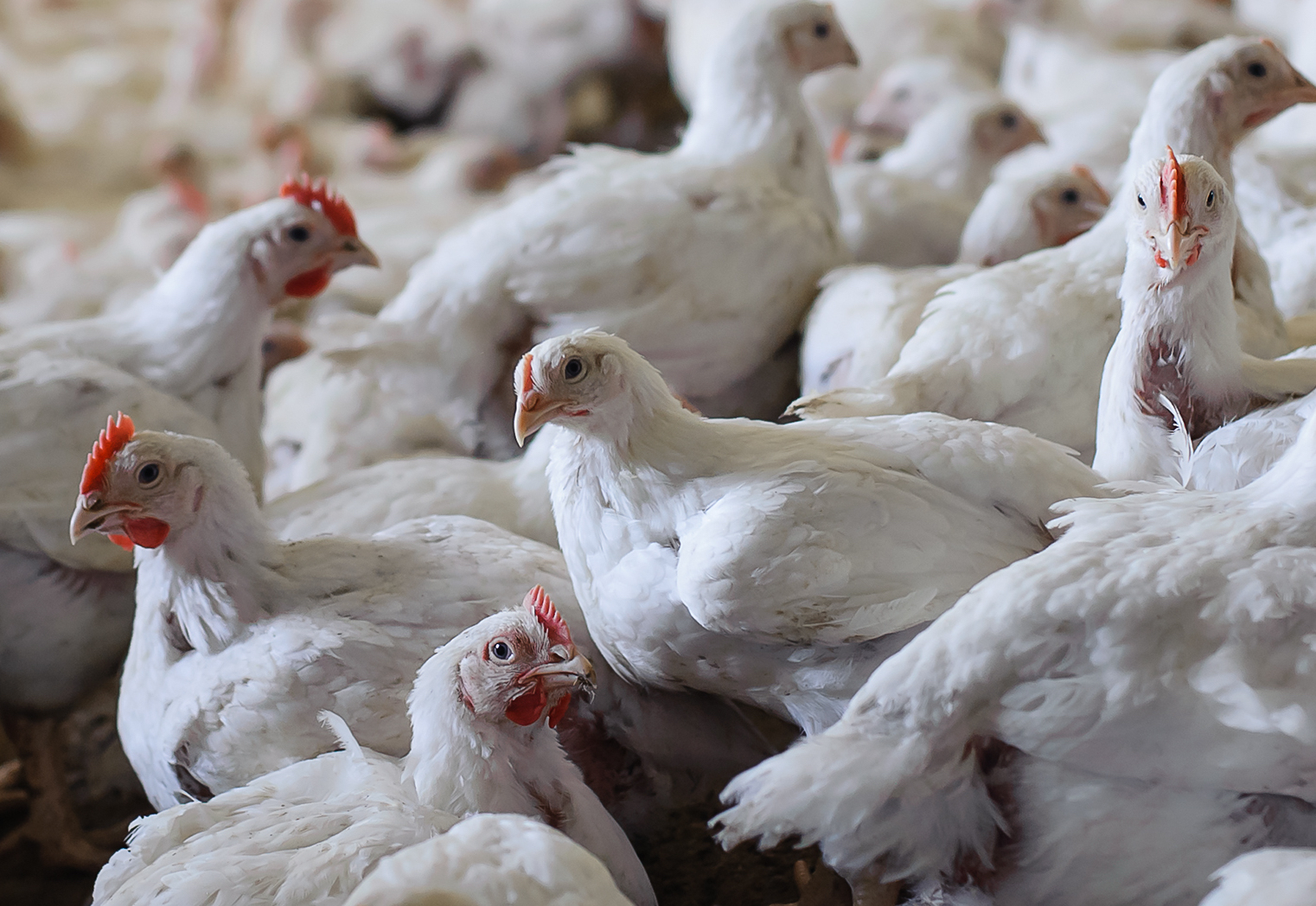 Better Business Bureau rules OHC should discontinue animal welfare ...