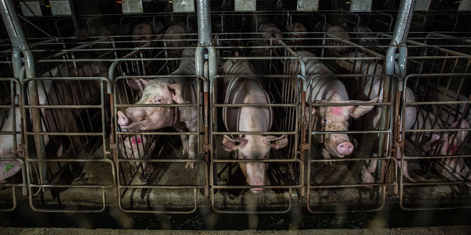 What Are Gestation Crates And Are They Legal In The U S Farm Forward What Are Gestation Crates And Are They Legal In The U S Farm Forward