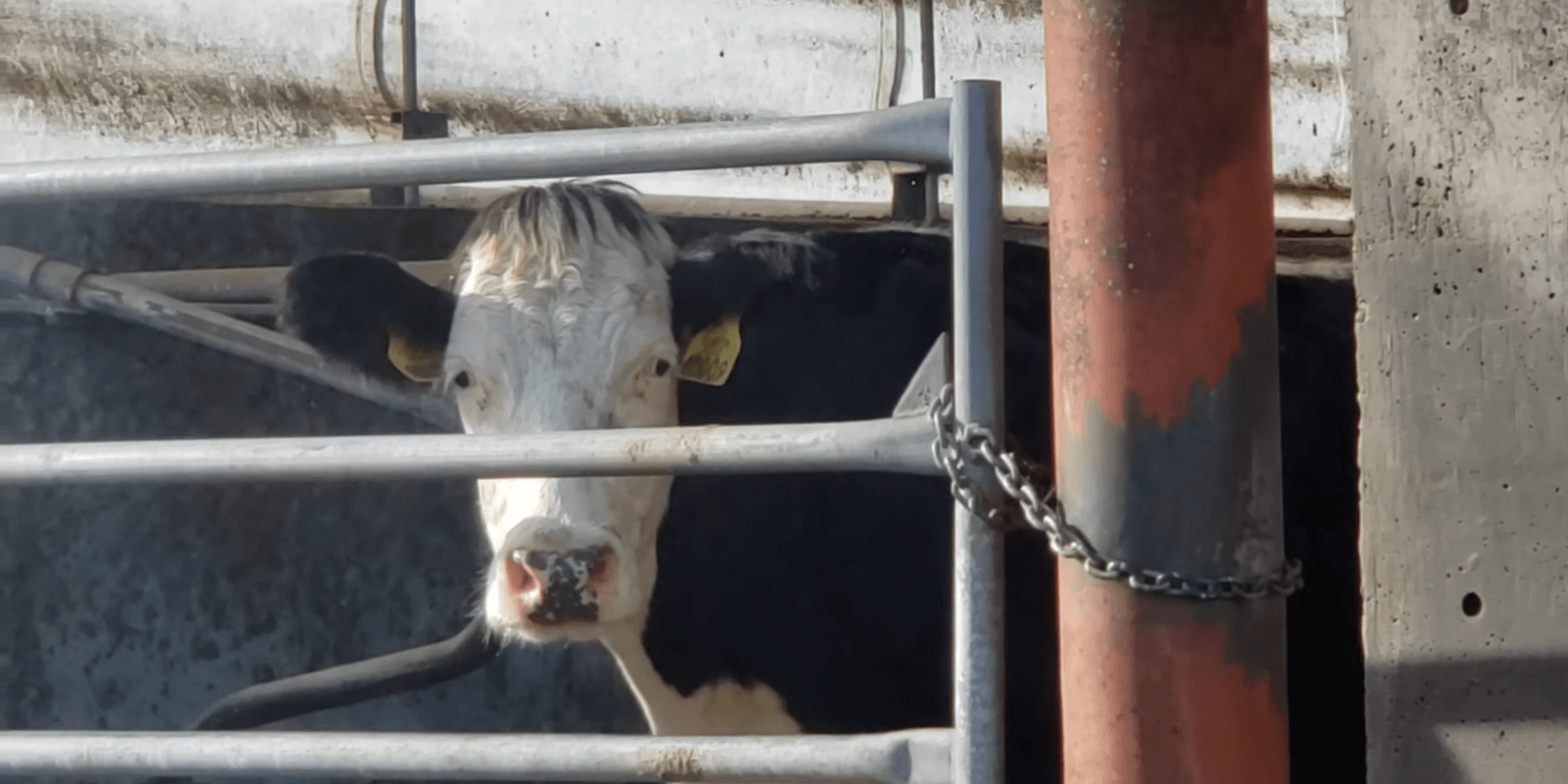 Dairy Deception: Corruption and Consumer Fraud at Alexandre Family Farm | Publications | Farm ...