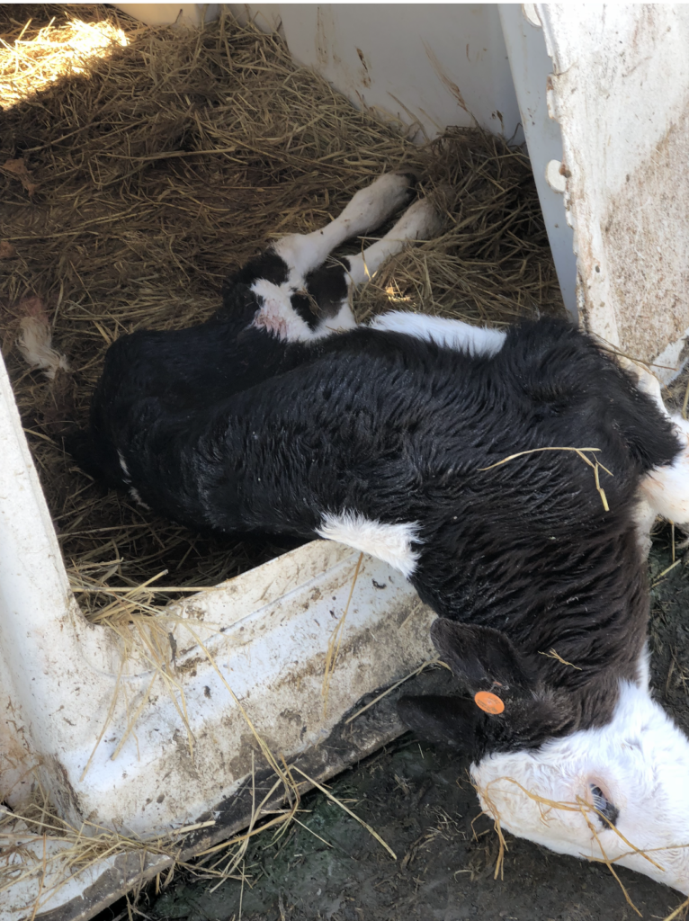 Corruption and Consumer Fraud at Leading “Humane” Dairy Raise Questions ...