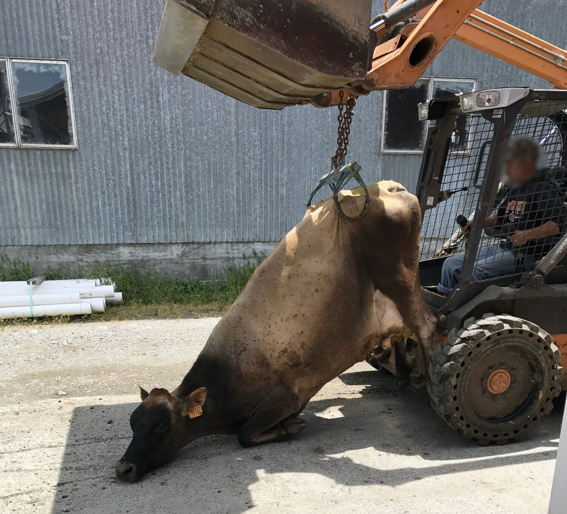 USDA Confirms Animal Abuse and Cruelty at Alexandre Family Farm; Dairy ...