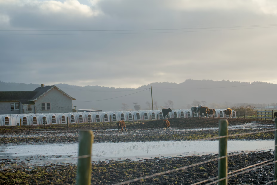 Alexandre Continues to Abuse and Neglect: New Videos Released | Farm Forward