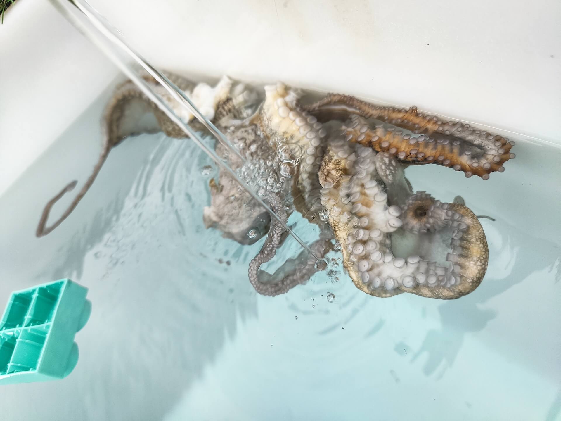 Octopus farming: What is it and why is it bad? | Farm Forward