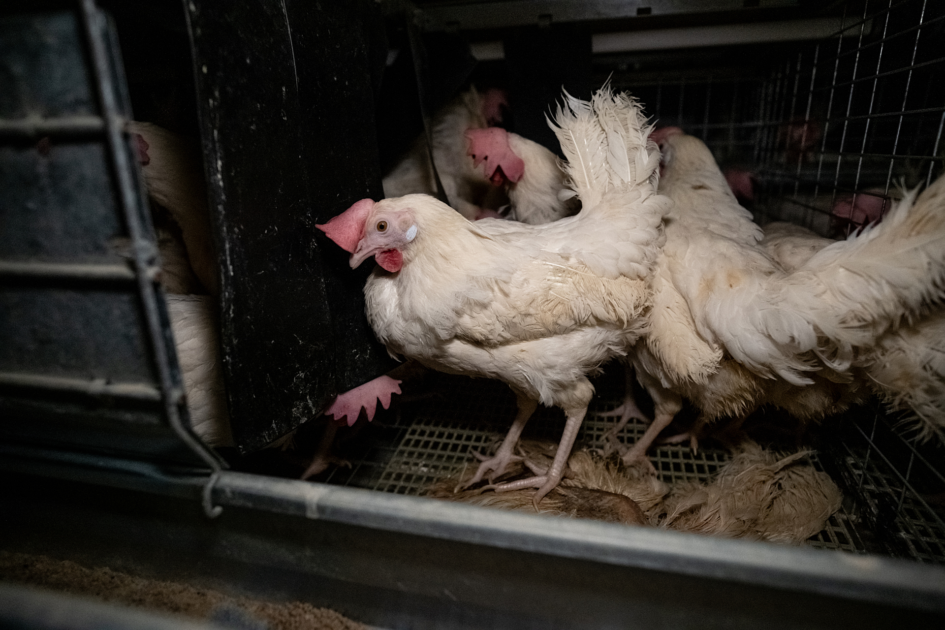 Press Release: Farm Forward Extremely Alarmed by America’s First Bird Flu Death; US Must Scale ...
