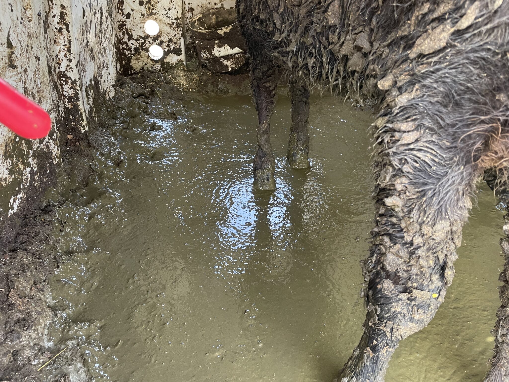 BREAKING: Farm Forward’s abuse investigation results in class action ...