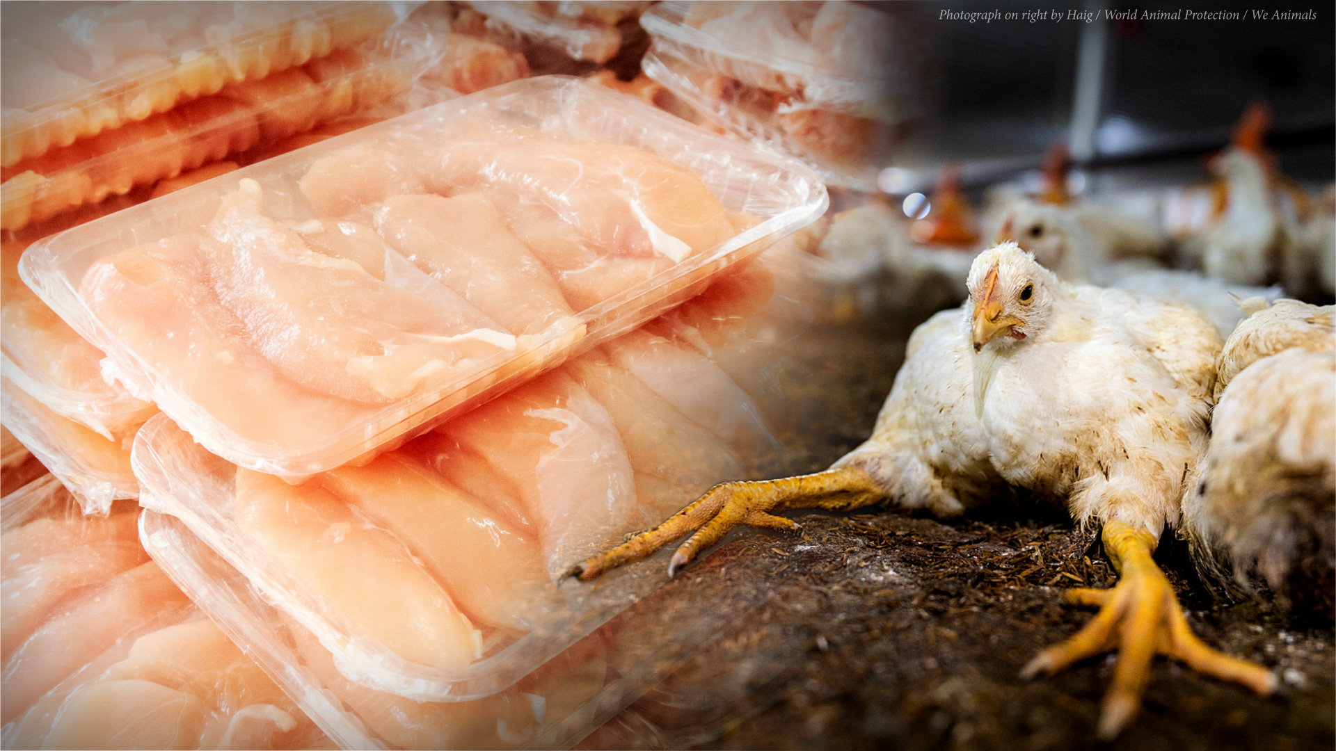 The Truth Behind Costco’s Famous $4.99 Rotisserie Chicken | Farm Forward