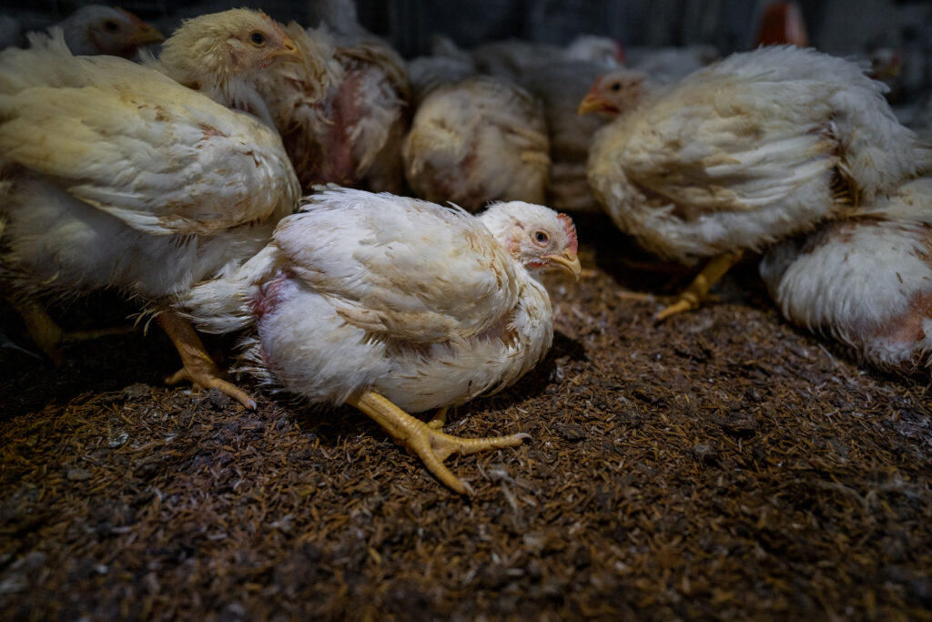Costco Chicken Under the Microscope: High Contamination and Antibiotic ...